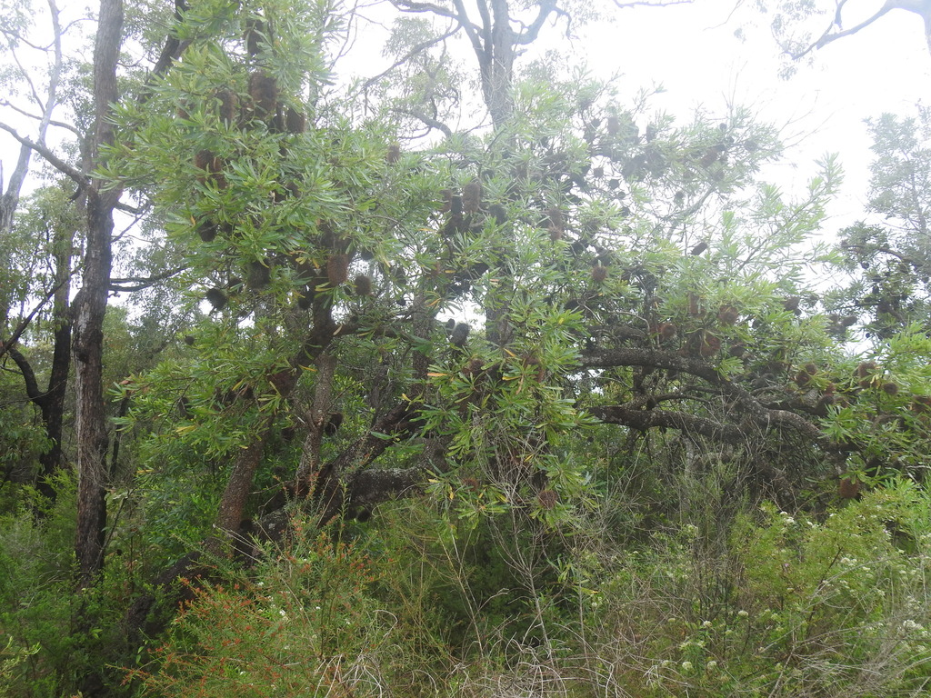 Wallum banksia from Tuan Forest QLD 4650, Australia on October 23, 2021 ...