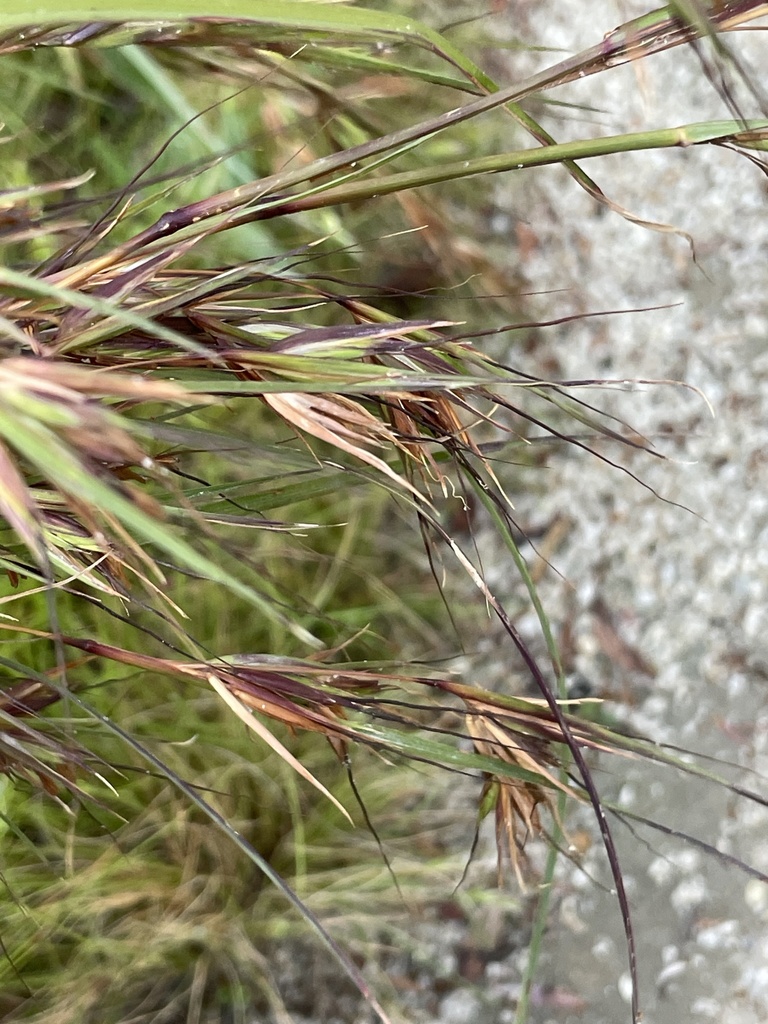 Kangaroo Grass from Frankston South, VIC, AU on October 23, 2021 at 07: ...