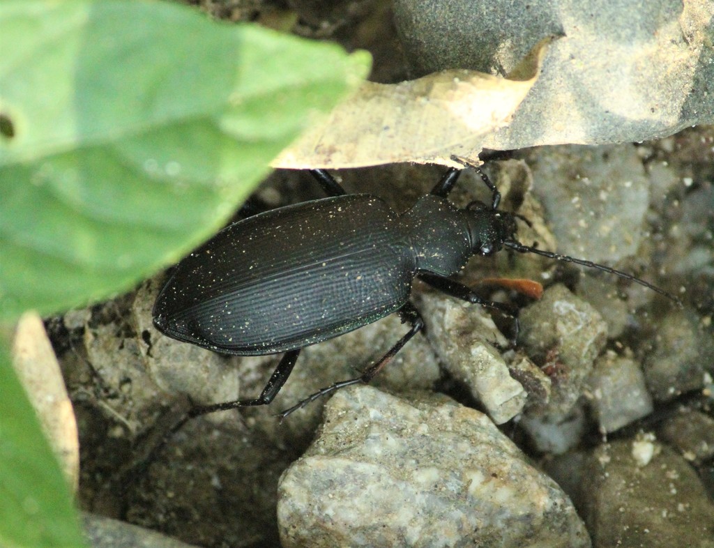 Calosoma angulatum from Bahía de Banderas, Nay., México on October 21 ...