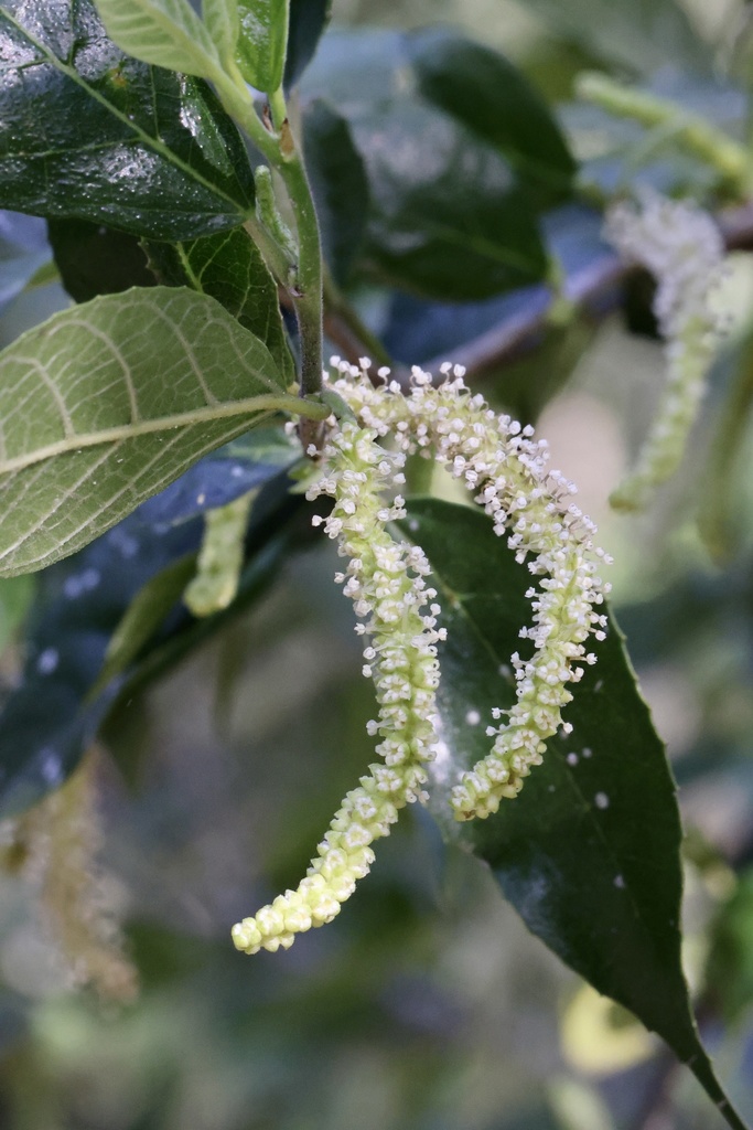 whalebone tree in October 2021 by Sylvia Alexander · iNaturalist