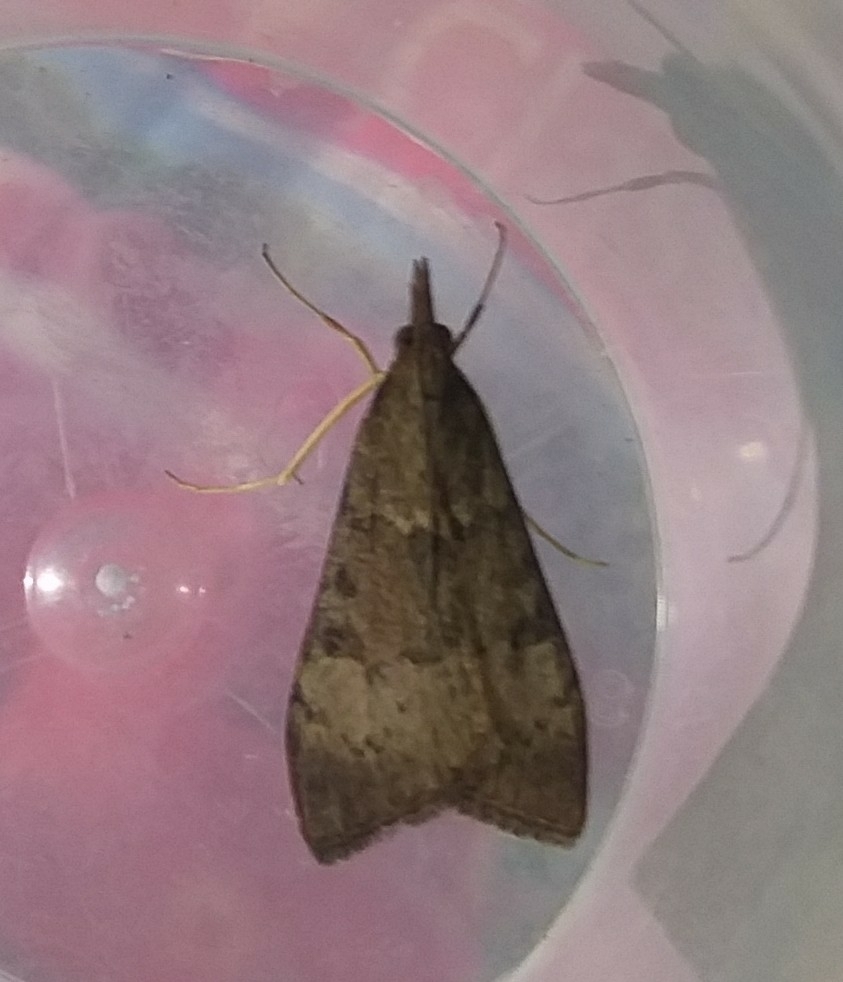 Tree Lucerne Moth from Narrandera NSW 2700, Australia on October 23 ...