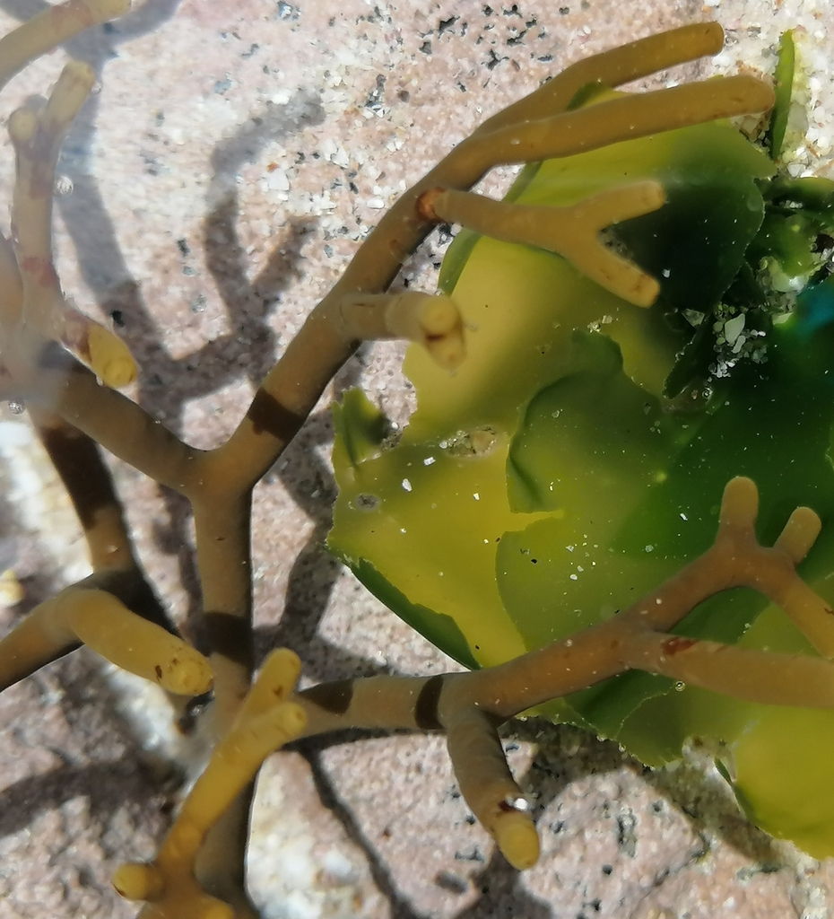 Upright Wrack from Miller’s Point Tidal Pool on October 23, 2021 at 11: ...
