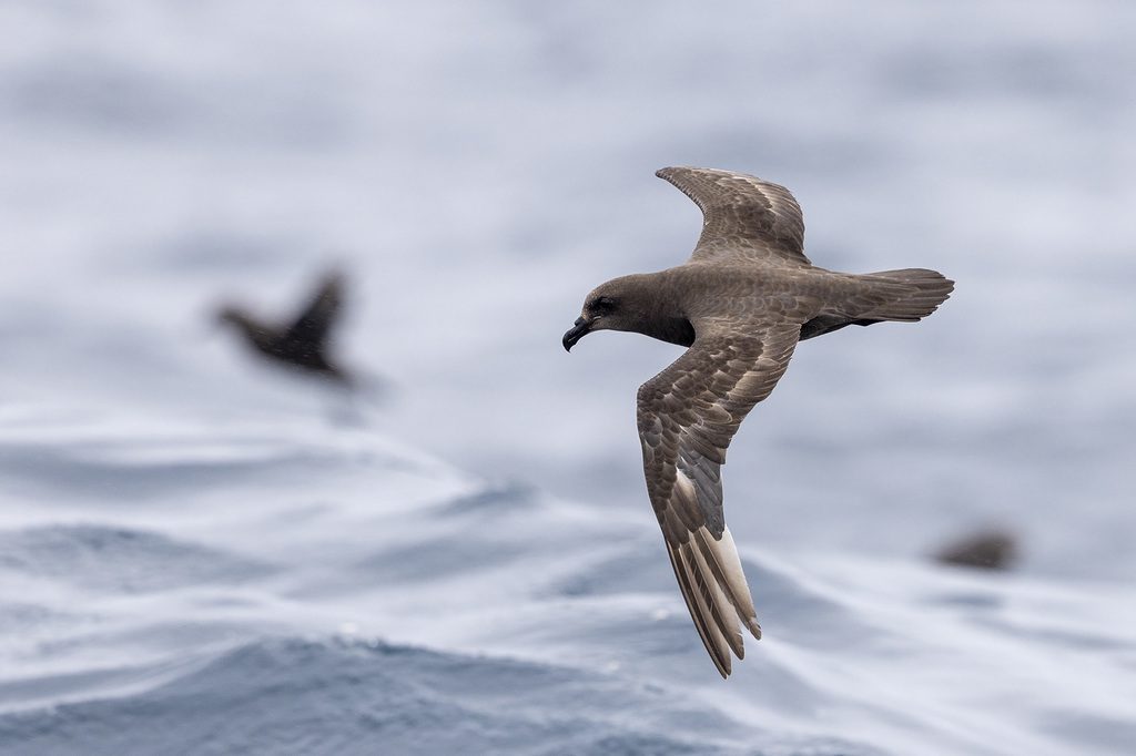 Great-winged Petrel (Erica) · iNaturalist