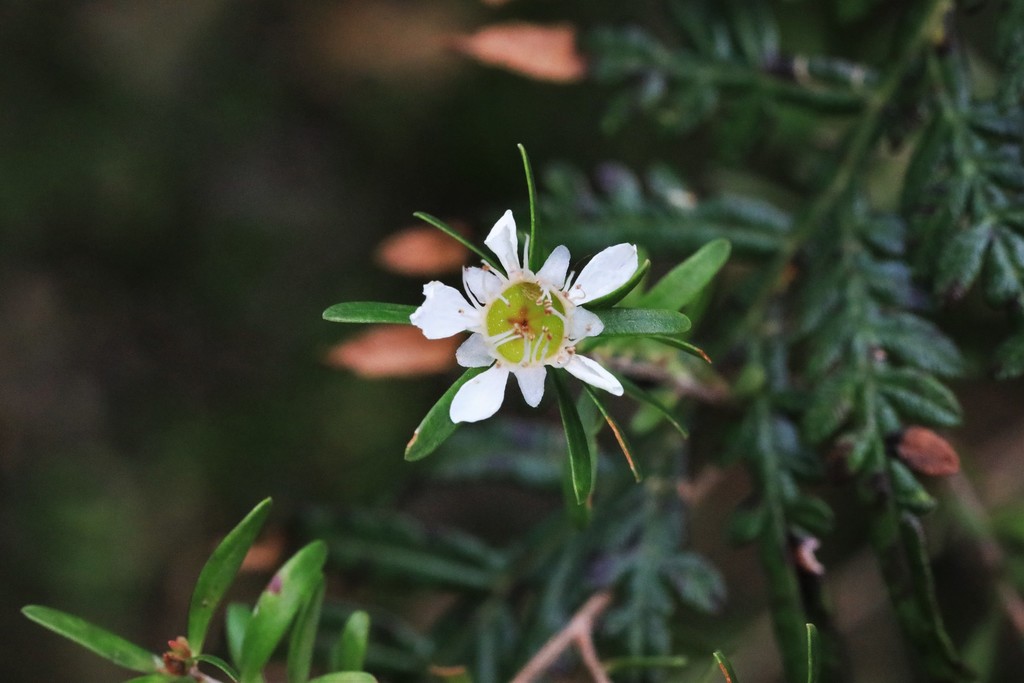 Tantoon from Coffs Harbour NSW, Australia on October 22, 2021 at 10:16 ...