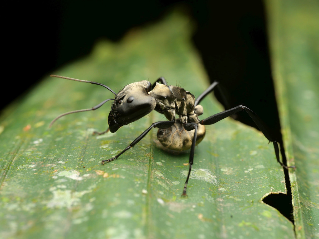 Hormiga carpintera bronceada (Insectos del Municipio de Jilotepec ...