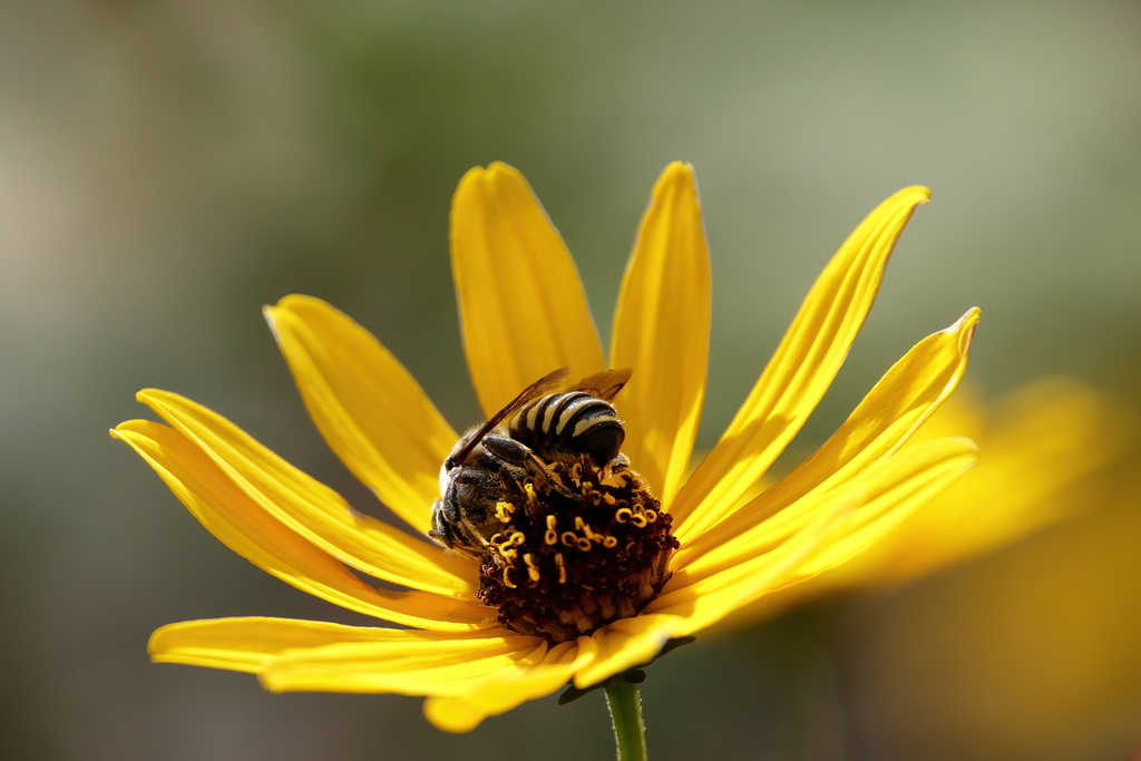 Trachusa crassipes from Mississippi Sandhill Crane National Wildlife ...