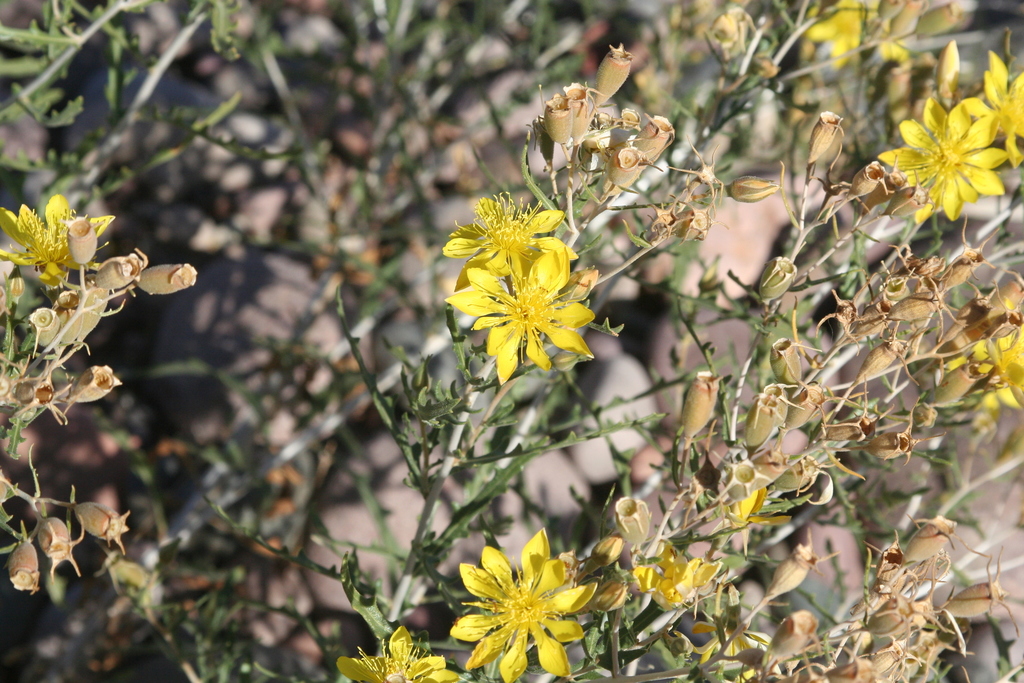 Many-flowered Mentzelia from Maricopa County, AZ, USA on October 15 ...