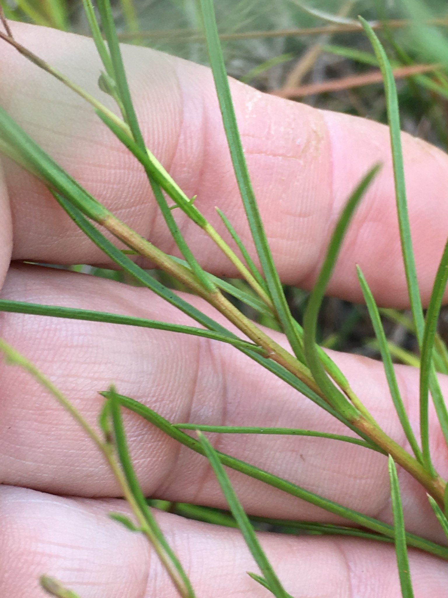 Pityopsis pinifolia (Elliott) Nutt.
