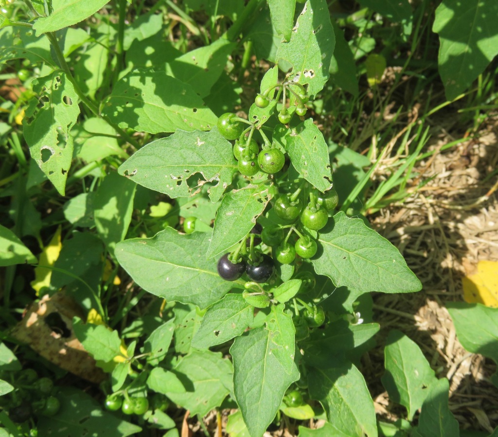 Black Nightshade Complex from Portman Park Westville, 3629, South ...