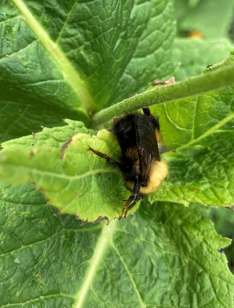 Perplexing Bumble Bee from Douglasdale, Calgary, AB T2Z, Canada on ...