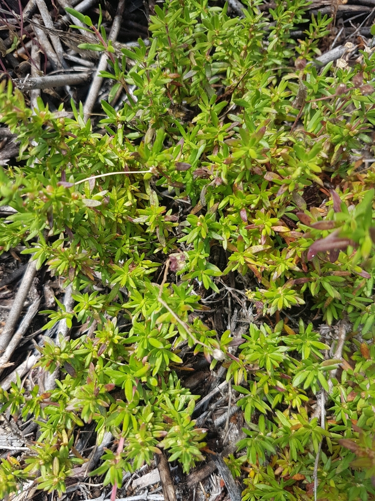 Creeping Flowerseed from Blaauwberg Nature Reserve, Cape Town, South ...