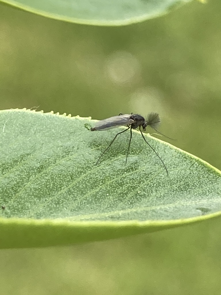 Non-biting Midges from Douglasdale, Calgary, AB T2Z, Canada on May 25 ...