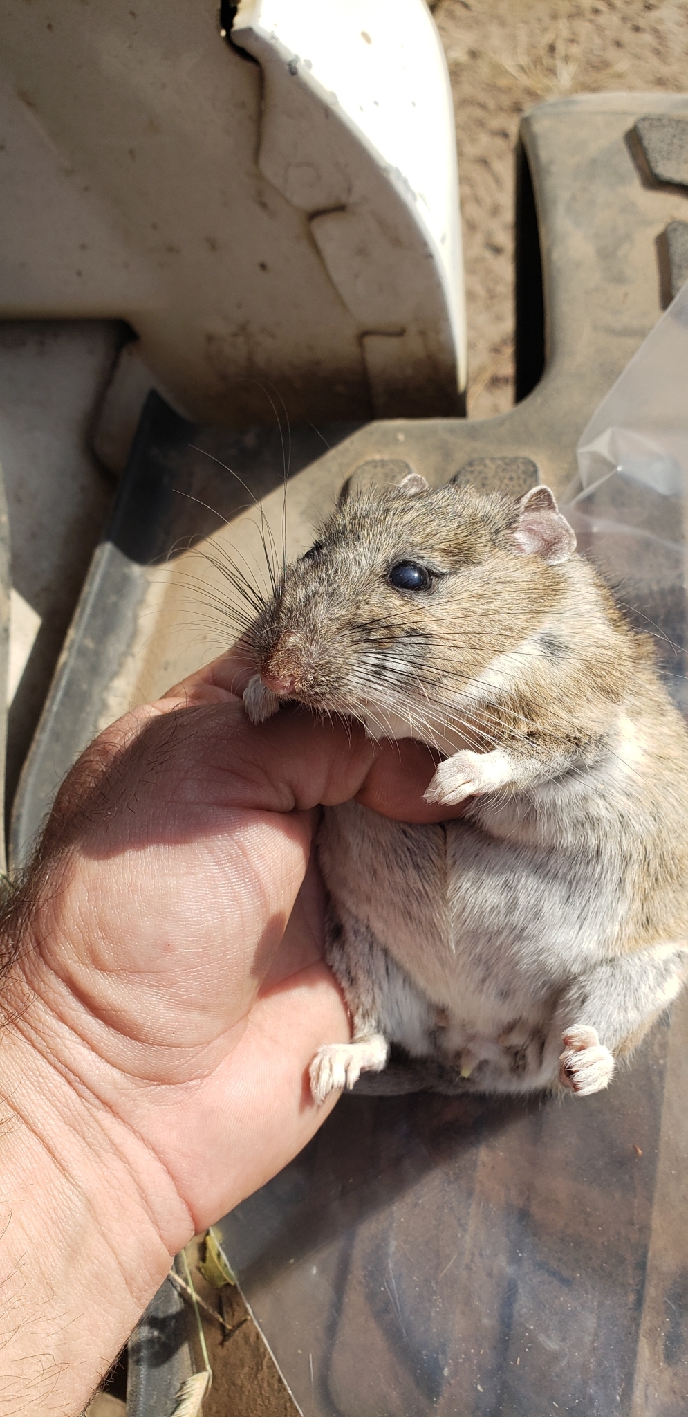 Neotoma leucodon Merriam, 1894