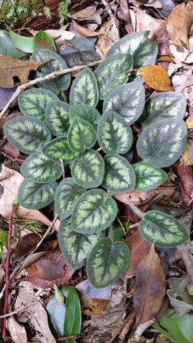 Primulina annamensis · iNaturalist