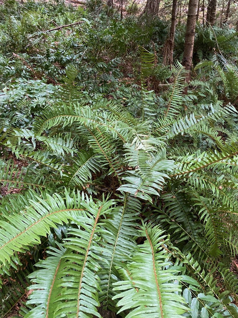 western sword fern from Boyle Point, Comox-Strathcona, British Columbia ...