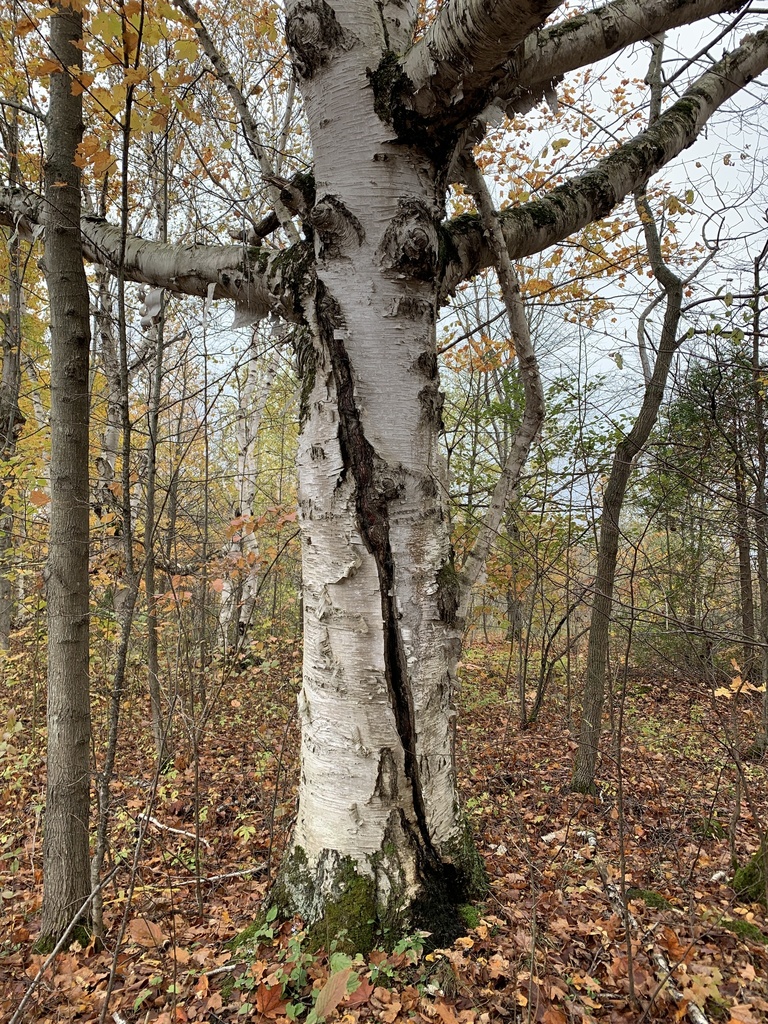 paper birch from South Bruce Peninsula, ON, CA on October 23, 2021 at ...