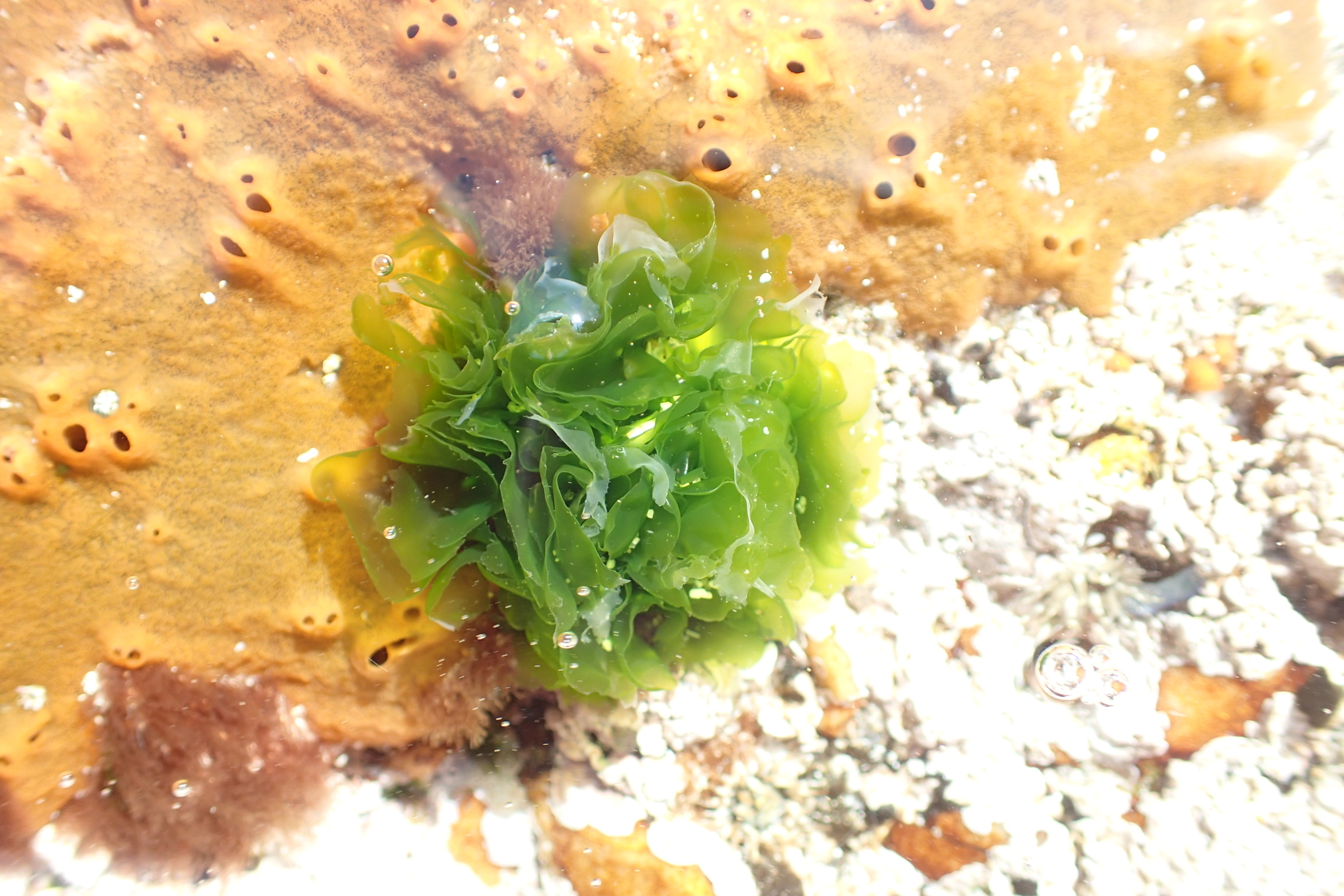 Ulva rigida C.Agardh