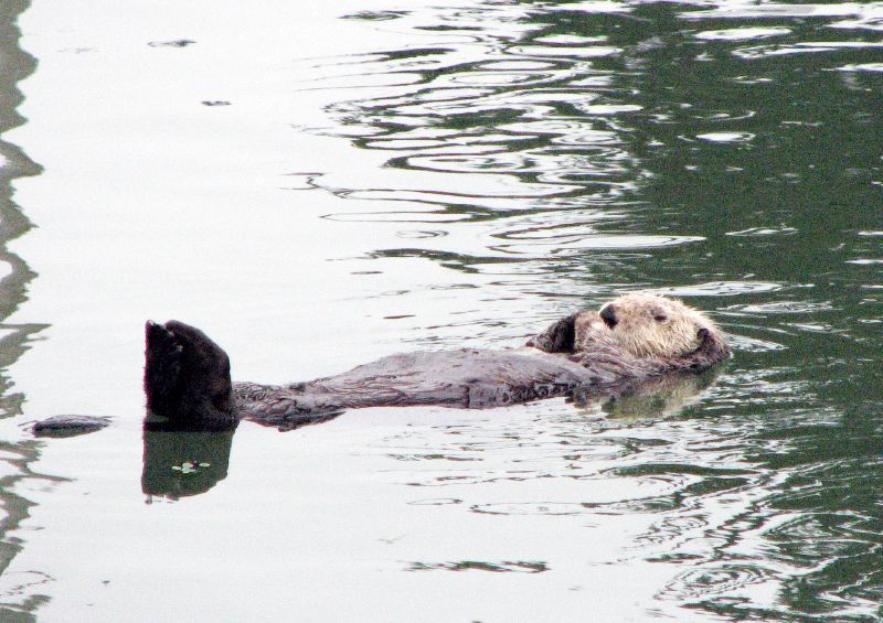 Southern Sea Otter (Marine Mammals of Point Lobos) · iNaturalist