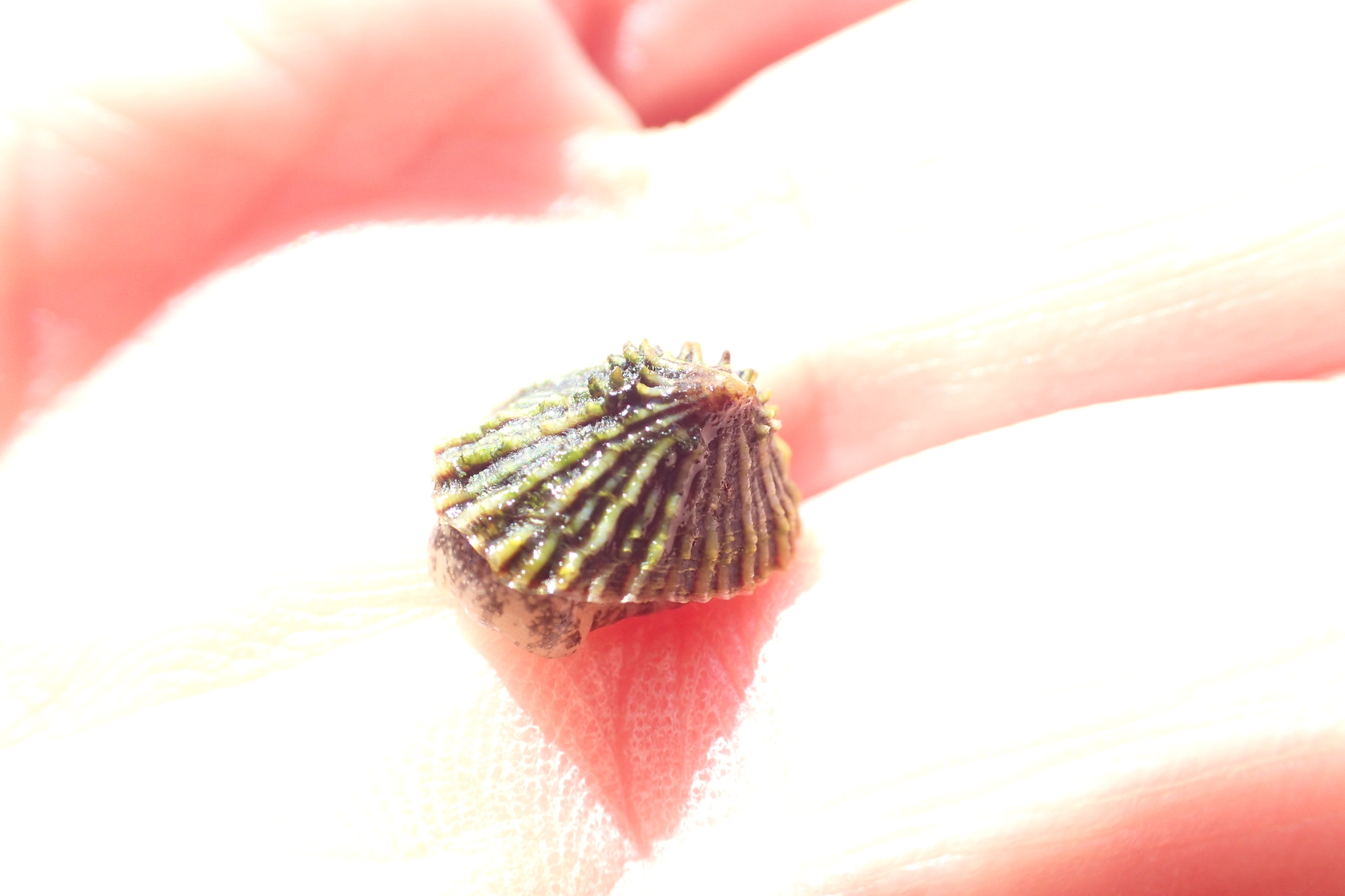 Siphonaria serrata (Fischer von Waldheim, 1807)