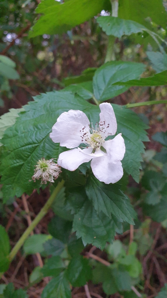 European blackberry complex from City of Cape Town, ZA-WC, ZA on ...