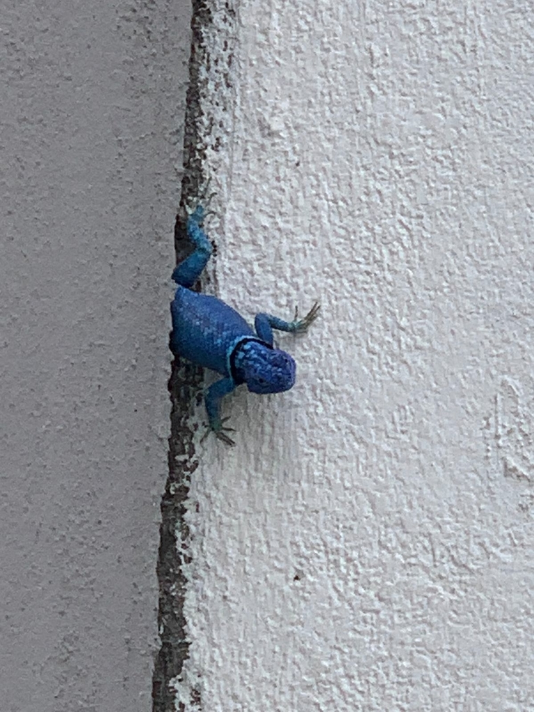 Minor Lizard from Monterrey, N.L., México on October 23, 2021 by Alam ...