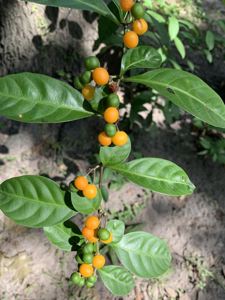 twoleaf nightshade (Solanum diphyllum) - Botanical Realm