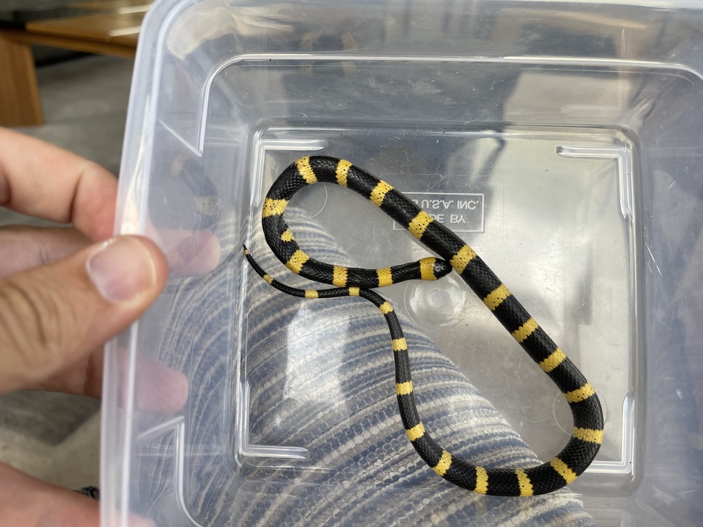 Terrestrial Snail Sucker from San Pedro Garza García, NL, MX on October ...
