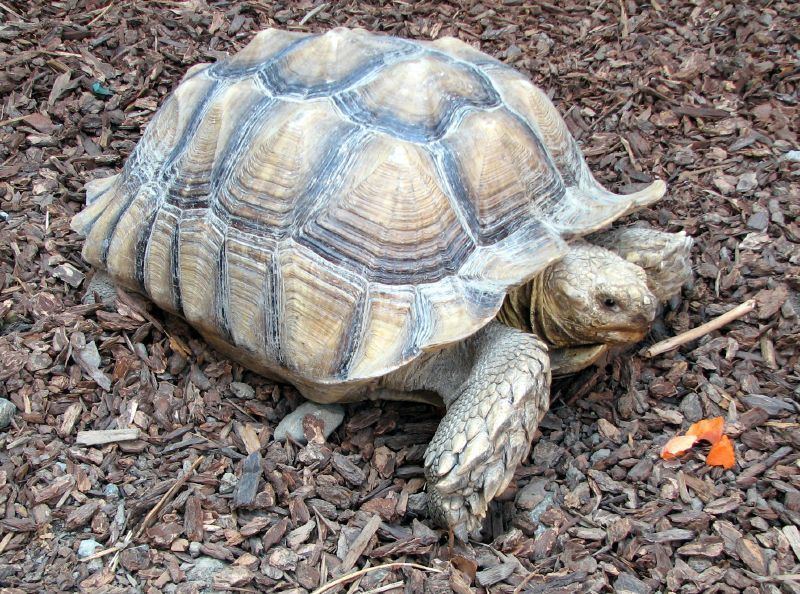 African Spurred Tortoise (turtle guide) · iNaturalist Mexico