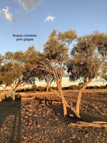 Pink Gidgee (Acacia crombiei) · iNaturalist