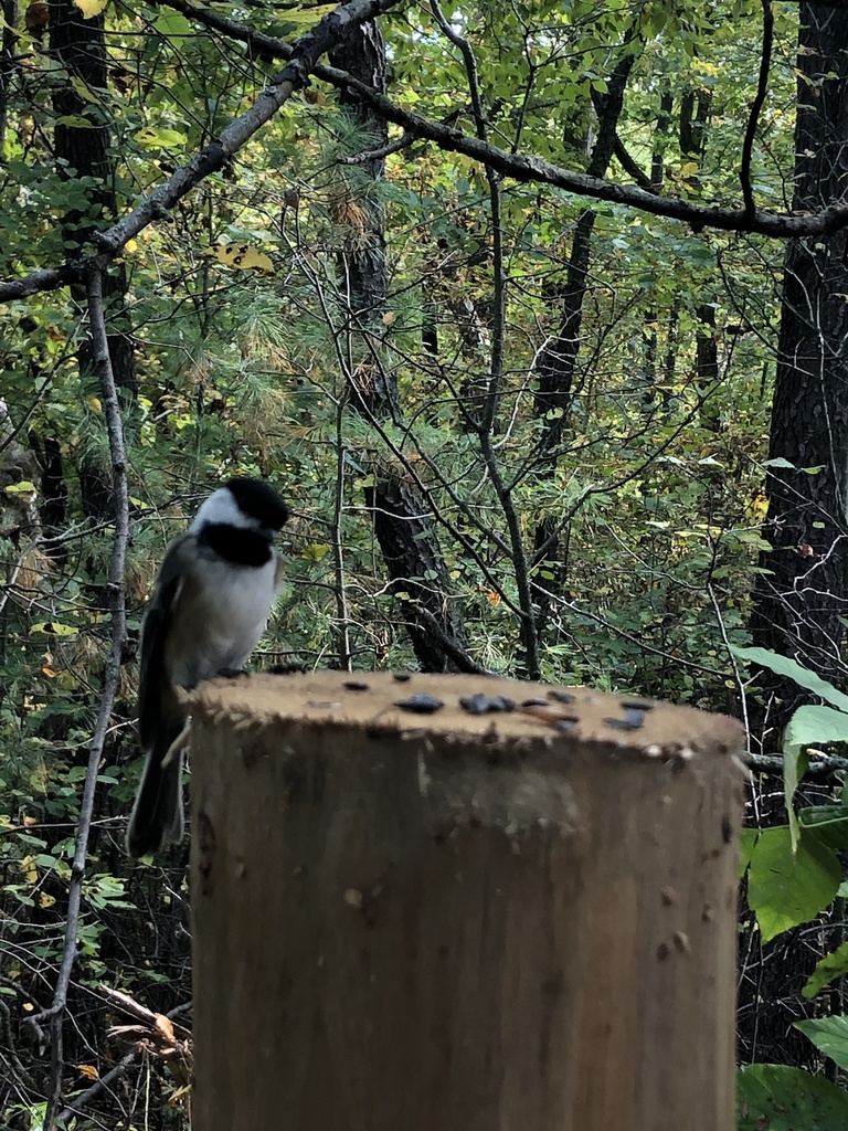 Black-capped Chickadee from Great Lakes Waterfront Trail, Whitby, ON ...