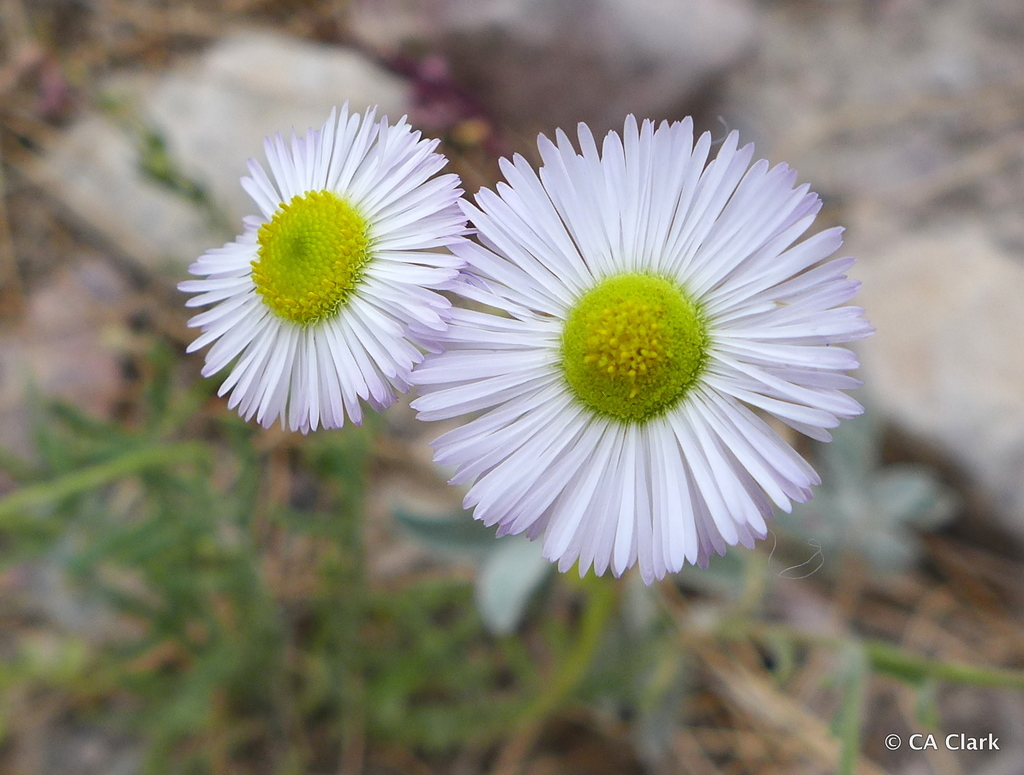 spreading fleabane (Maricopa Native Seed Library) · iNaturalist