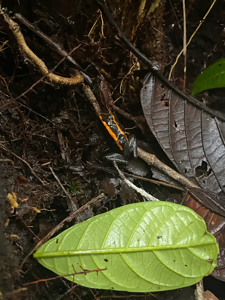 Kokoe Poison Frog from Valle Del Cauca on August 15, 2021 at 09:58 AM ...