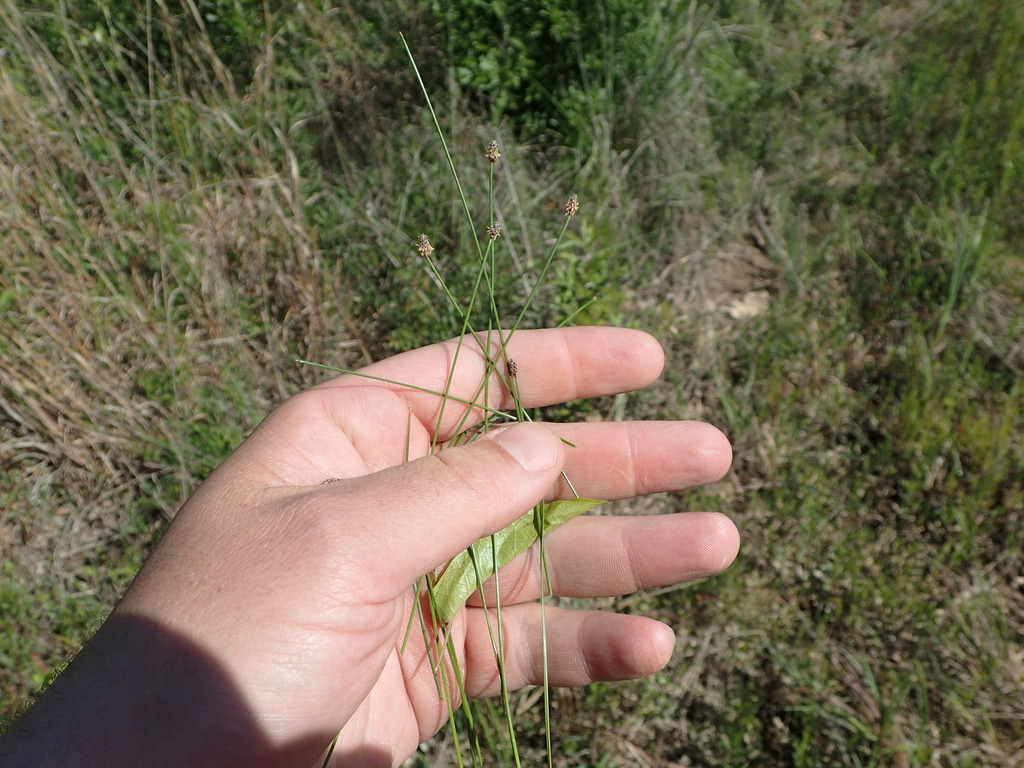 sand spikerush from Liberty County, TX, USA on April 27, 2018 at 09:10 ...