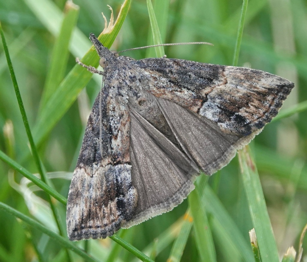 Green Cloverworm Moth from Greenwood Heights, Brooklyn, NY, USA on ...