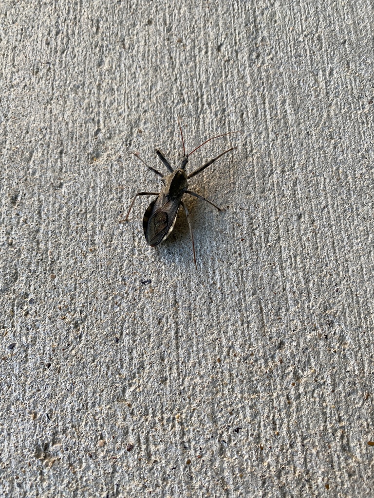 North American Wheel Bug from The University of Texas at Arlington ...