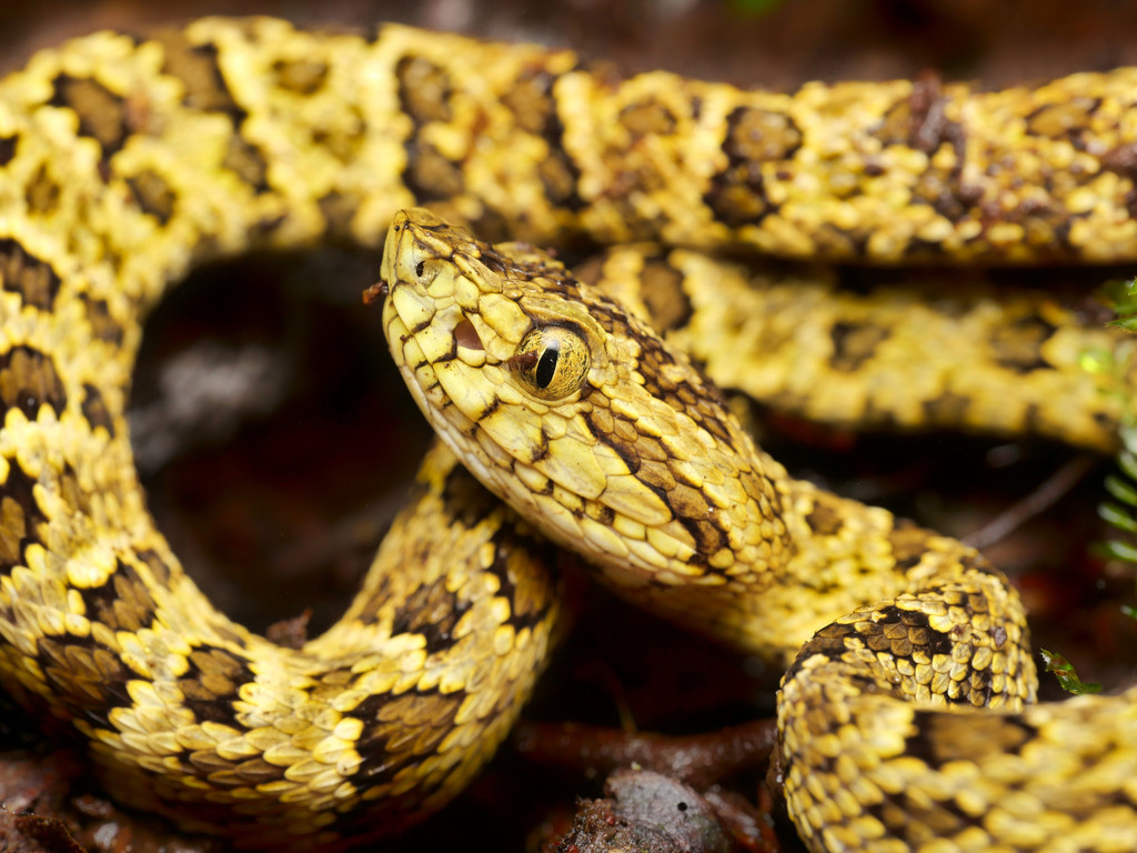 Spotted Lancehead (Bothrops punctatus) - Snakes and Lizards