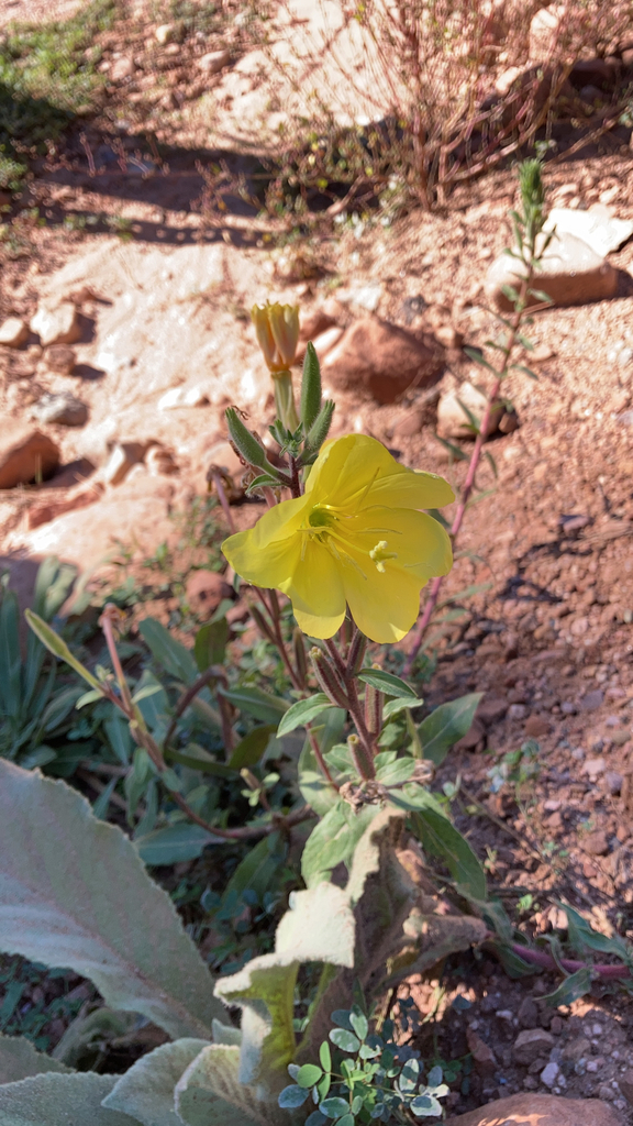 tall evening primrose from Gila County, US-AZ, US on October 10, 2021 ...