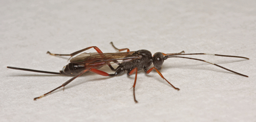 Hoplocryptus confector · iNaturalist