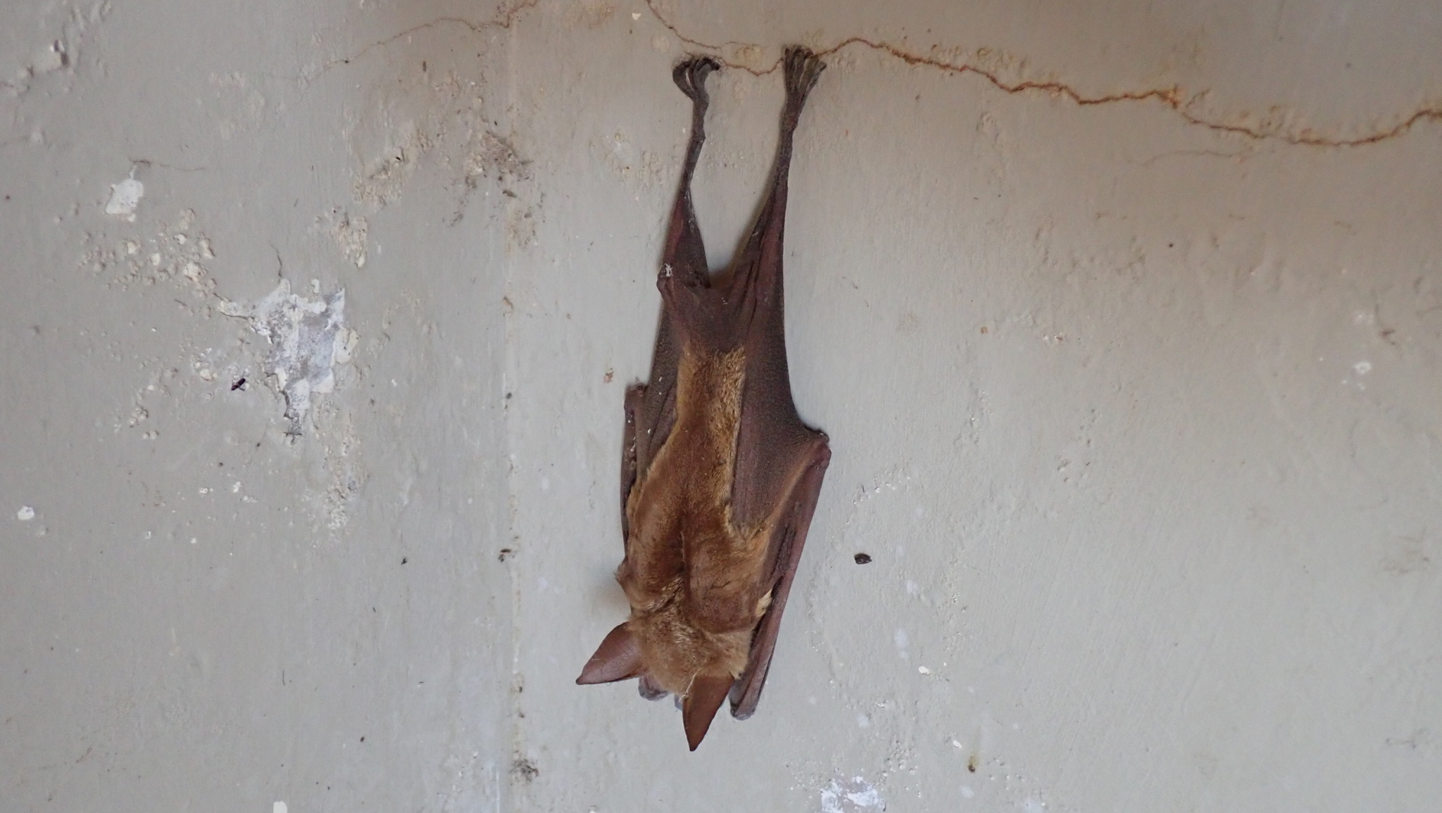 Macronycteris Gray, 1866