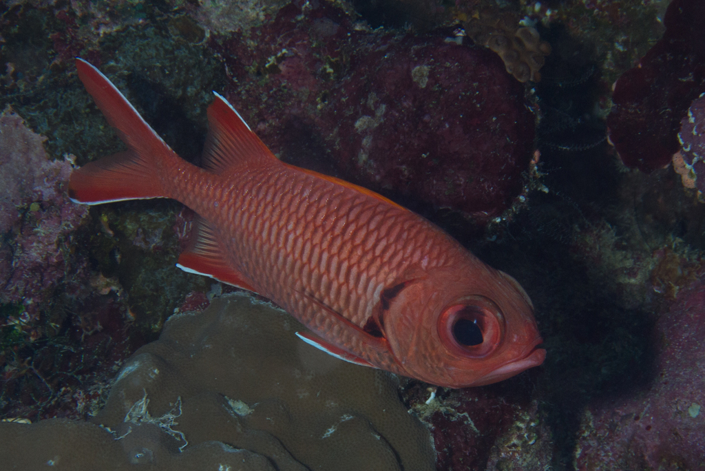 Bigscale Soldierfish (Reef Fish of the Hawaiian Islands) · iNaturalist