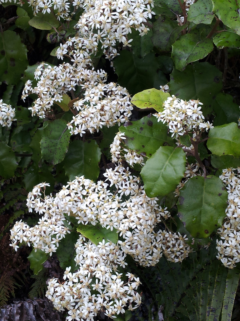 Olearia rani rani from Waipoua Forest, Marlborough Road on November 6 ...
