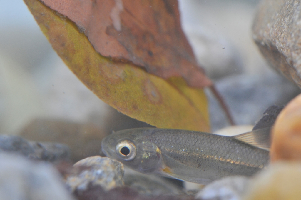 Italian riffle dace from 28043 Bellinzago novarese NO, Italia on ...
