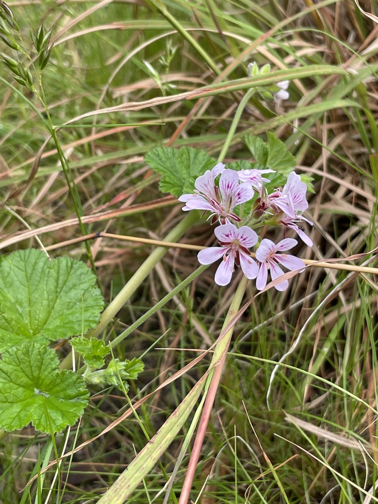 Austral Stork's-bill from Frankston South, VIC, AU on October 24, 2021 ...