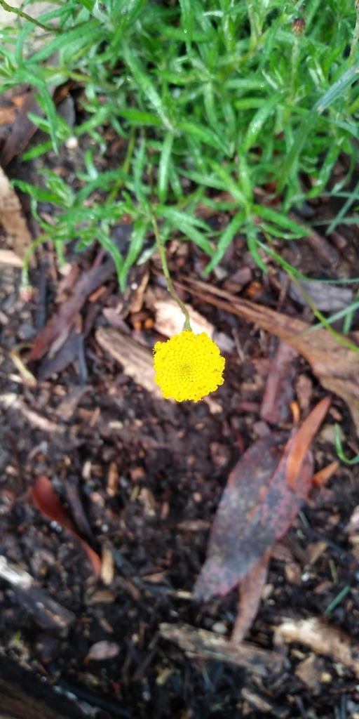 Scaly-buttons from Yarran Dheran Nature Reserve 🌲 on October 24, 2021 ...