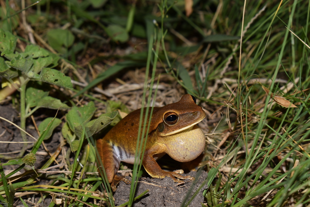Chaco Tree Frog from San Cosme, Corrientes, Argentina on October 22 ...