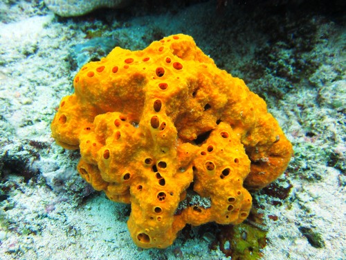 Stylissa massa · iNaturalist Mexico