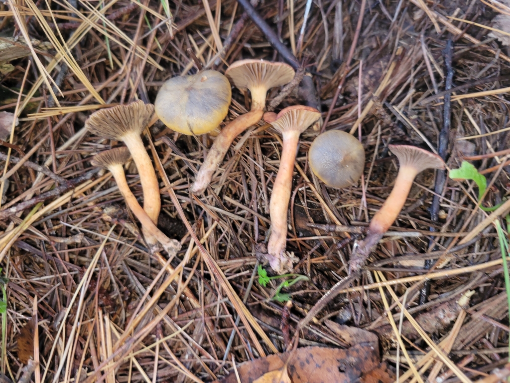 Olive Pine Spike from Marshall County, US-IN, US on October 23, 2021 at ...