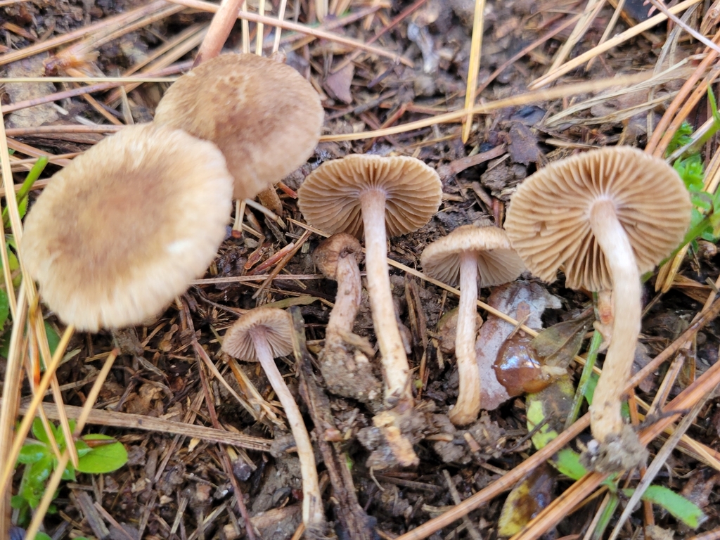 Inocybaceae from Marshall County, US-IN, US on October 23, 2021 at 11: ...