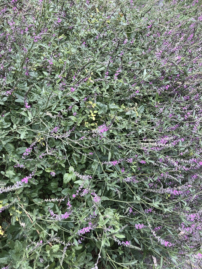 native scurf-pea from Adelaide Zoo, Adelaide, SA, AU on October 24 ...