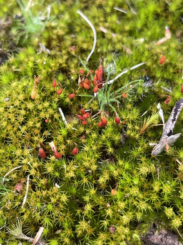 mosses from Casuarina Drive, Frankston South, VIC, AU on October 24 ...